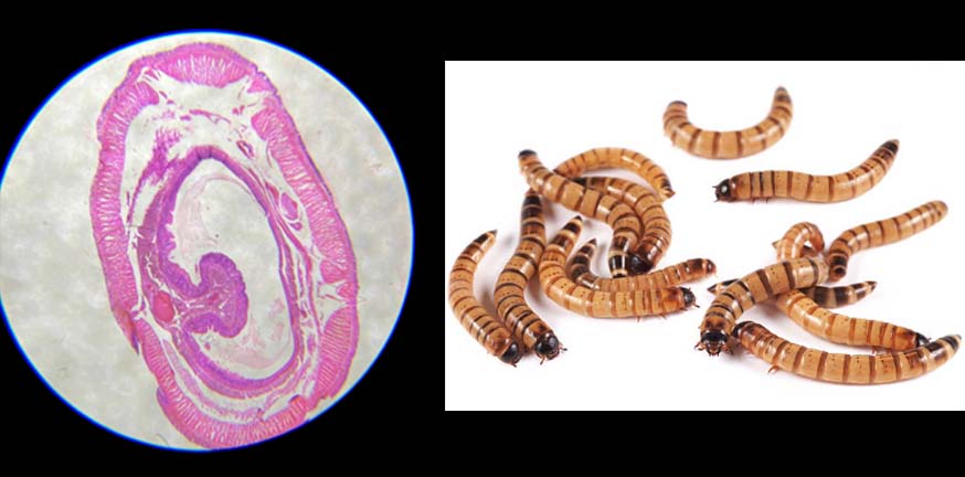 Plastic Eating microorganism - Horroj